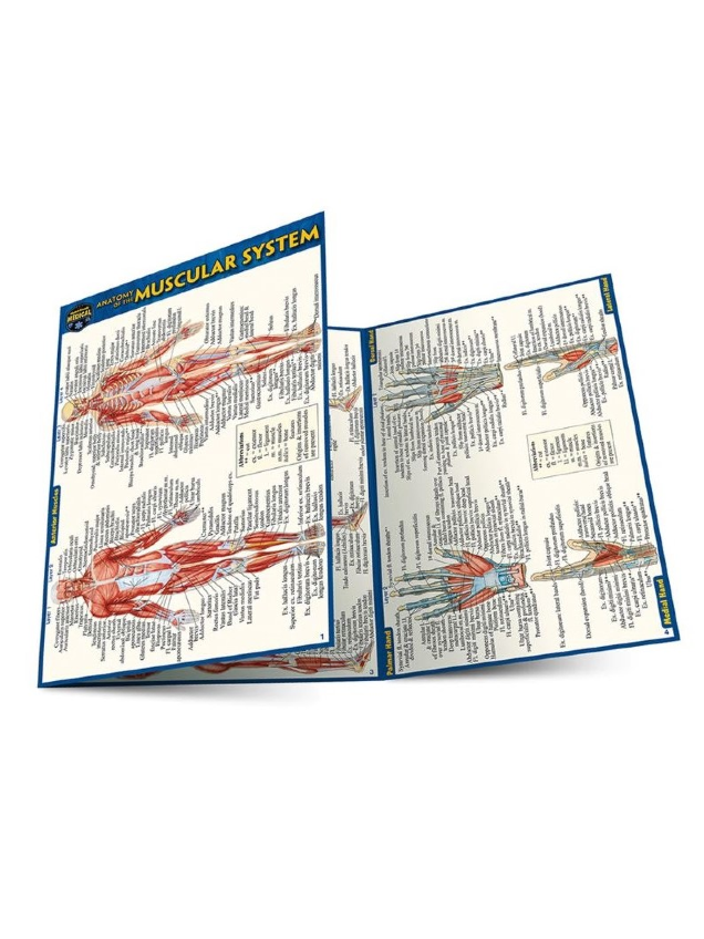 Muscular System Pocket Sized Barchart